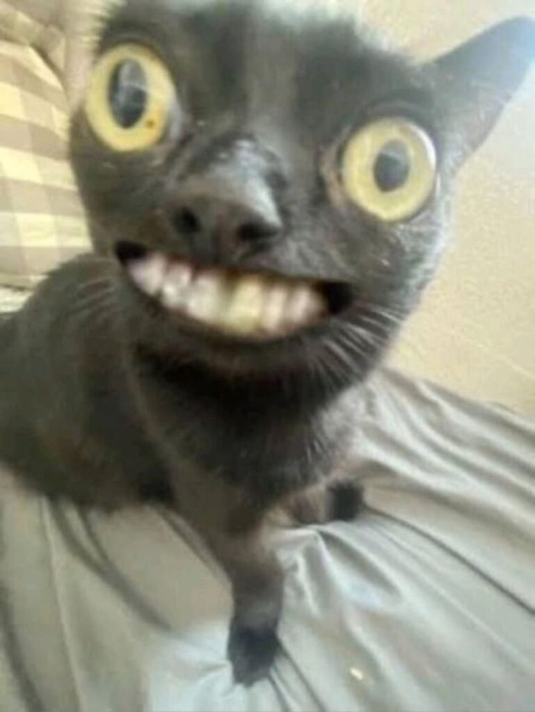 1001+ ảnh meme hài hước, độc đáo nhất 2025