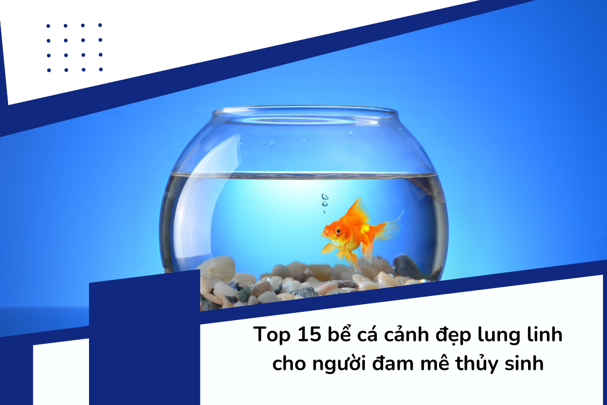 Top 15 bể cá cảnh đẹp lung linh cho người đam mê thủy sinh
