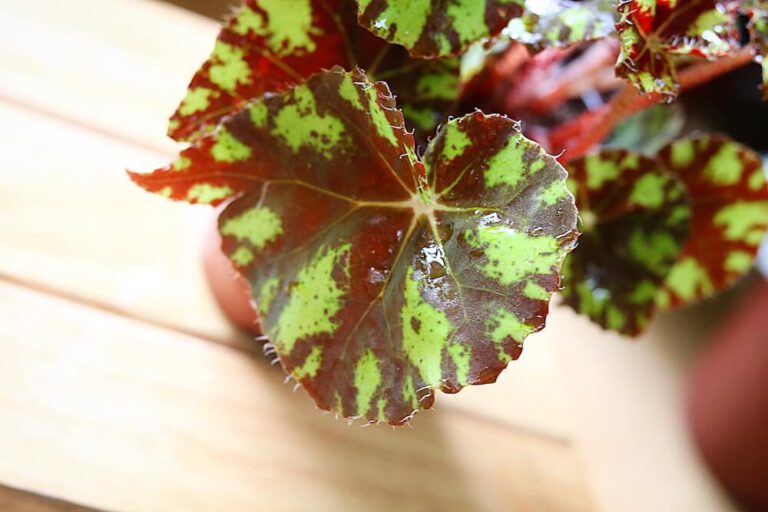 Cây Begonia Rex Tiger (Thu Hải Đường 'Rex Tiger') chậu nhựa - Cỏ Dại