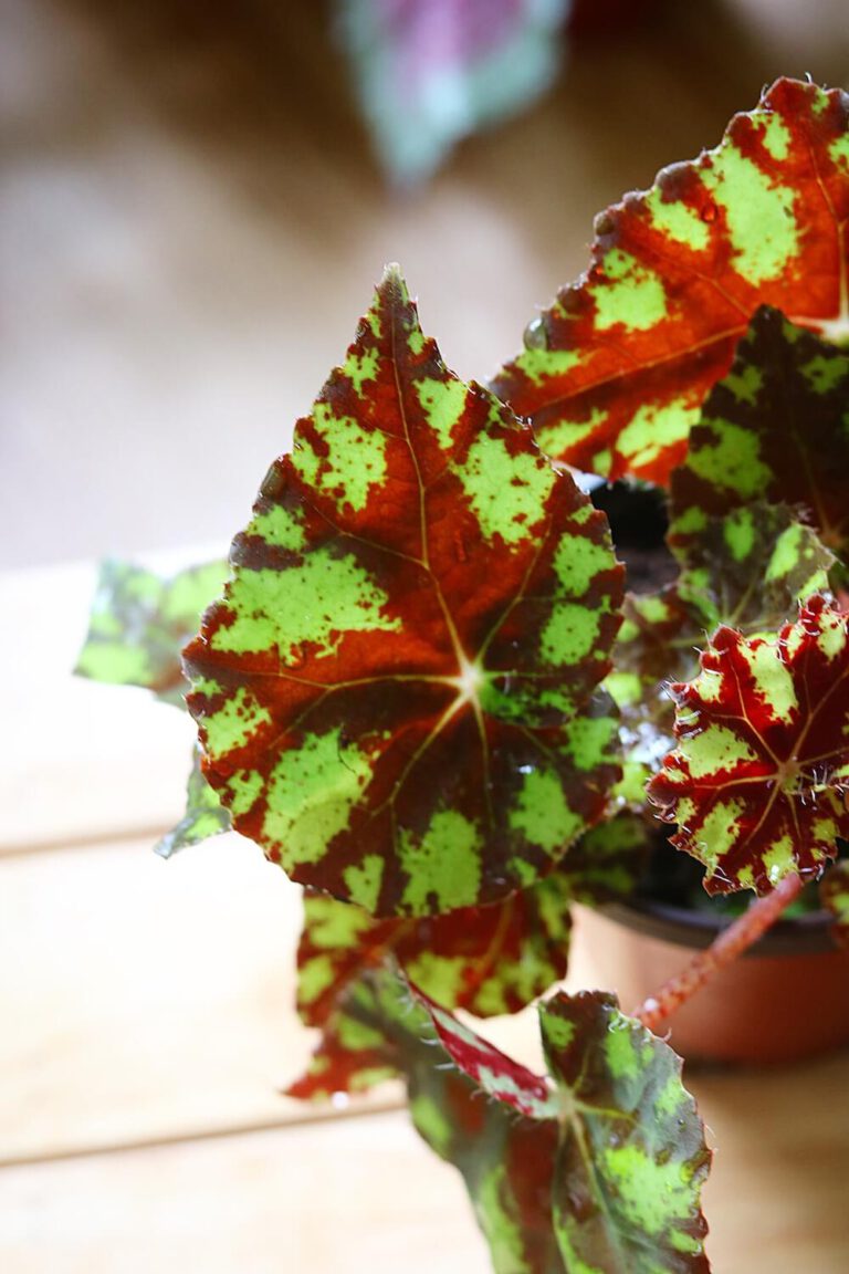 Cây Begonia Rex Tiger (Thu Hải Đường 'Rex Tiger') chậu nhựa - Cỏ Dại