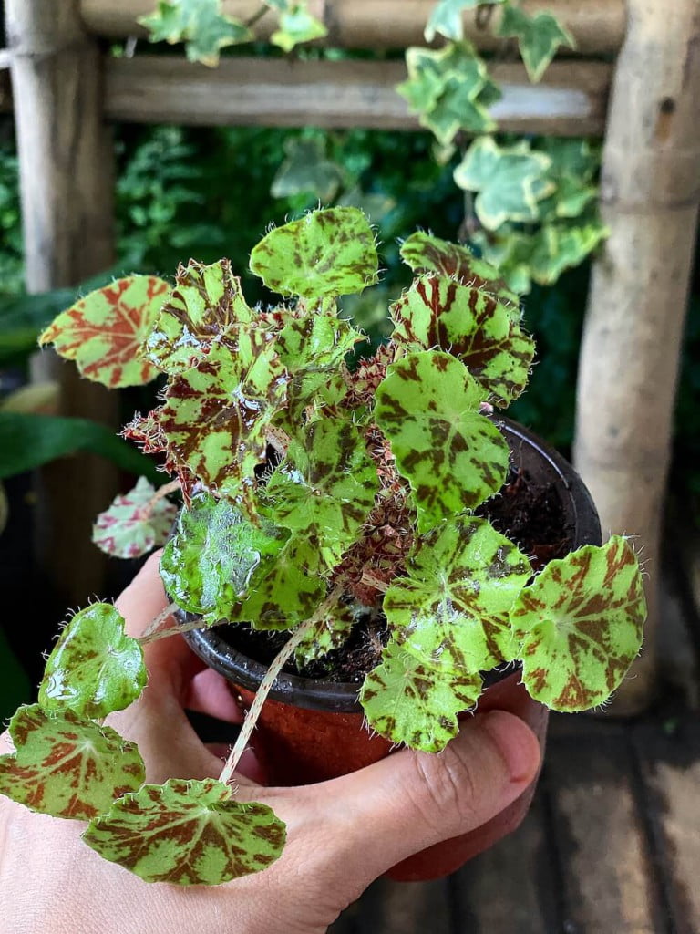 Cây Begonia Rex Tiger (Thu Hải Đường 'Rex Tiger') chậu nhựa - Cỏ Dại