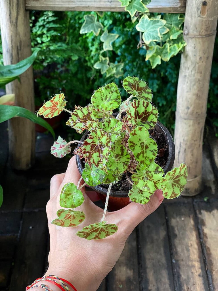 Cây Begonia Rex Tiger (Thu Hải Đường 'Rex Tiger') chậu nhựa - Cỏ Dại