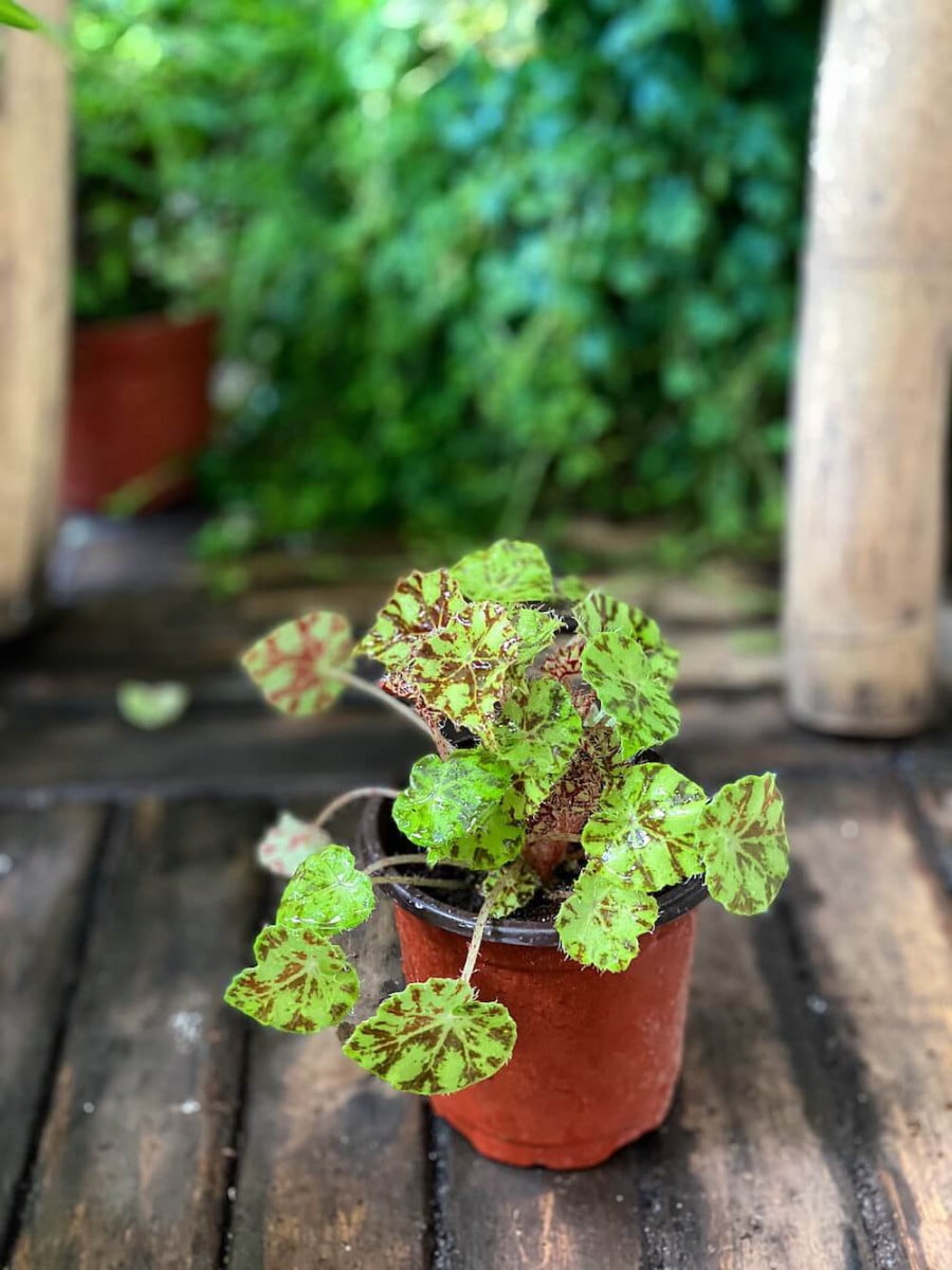 Cây Begonia Rex Tiger (Thu Hải Đường 'Rex Tiger') chậu nhựa - Cỏ Dại