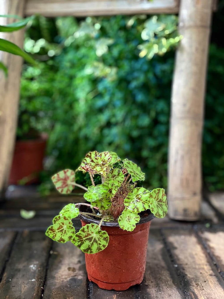 Cây Begonia Rex Tiger (Thu Hải Đường 'Rex Tiger') chậu nhựa - Cỏ Dại