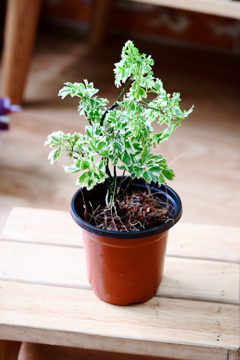 Cây Polyscias fruticosa 'Snowflake' (Đinh Lăng Hoa Tuyết Cẩm Thạch ...