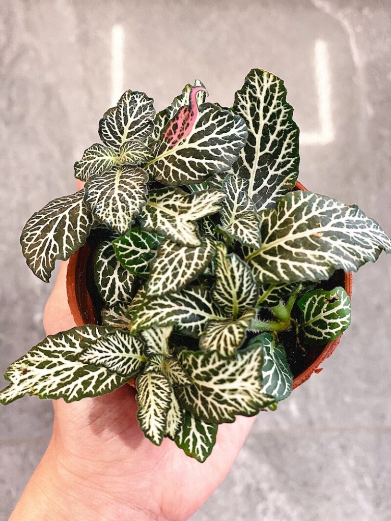 Cây Fittonia Mosaic White Tiger (Cẩm Nhung Mosaic White Tiger, Lá May ...