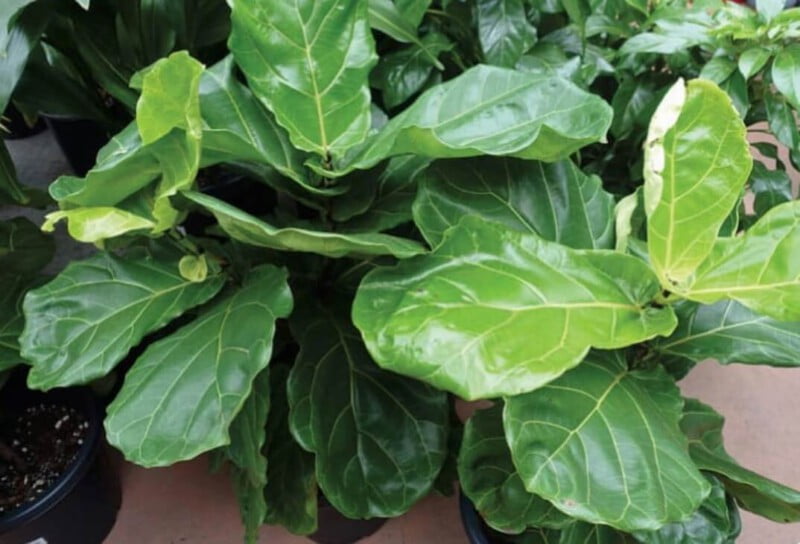 [Ebook Việt Hoá] The Kew Gardener's Guide to: Growing houseplant ...