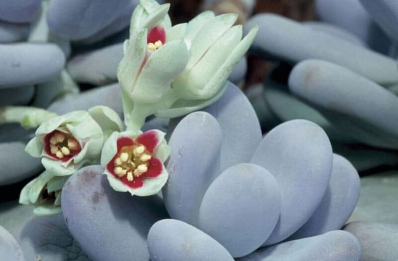 [Ebook Việt Hoá] The Kew Gardener's Guide to: Growing houseplant ...