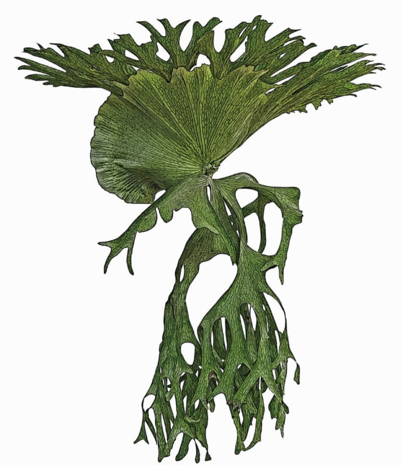 [Ebook Việt Hoá] The Kew Gardener's Guide to: Growing houseplant ...