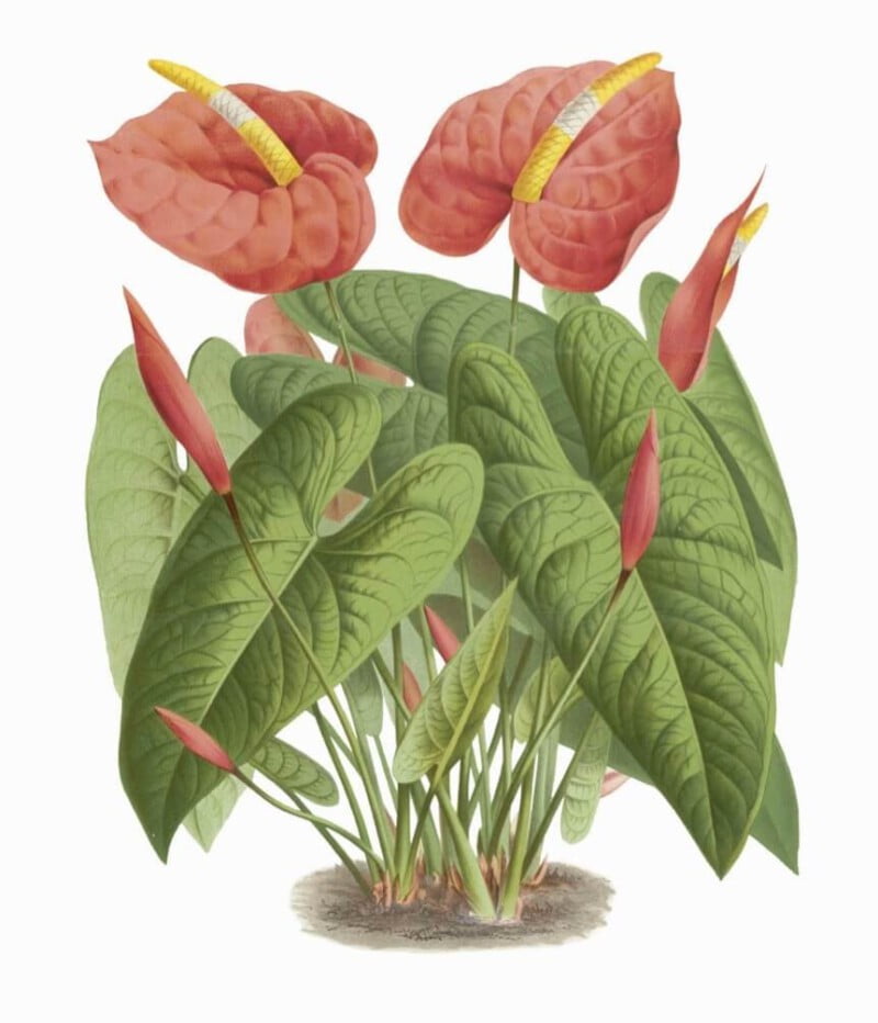 [Ebook Việt Hoá] The Kew Gardener's Guide to: Growing houseplant: Tail ...