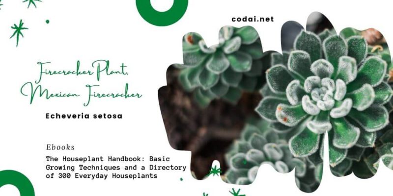 [Ebook Việt Hoá] 300 Everyday Houseplants: Firecracker Plant, Mexican ...