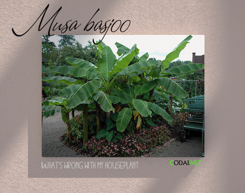 [Ebook Việt Hoá] What's wrong with my houseplant?: Banana (Musa basjoo ...