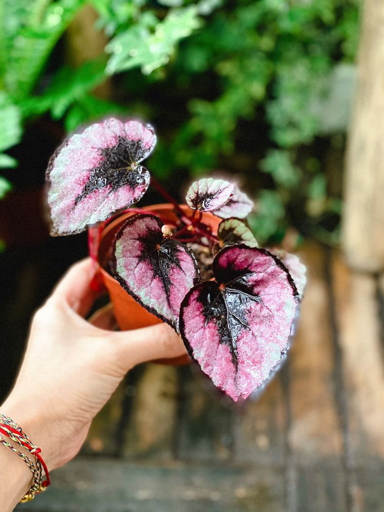 Chậu cây Begonia rex Red Tango (Thu Hải Đường Red Tango) chậu nhựa · Cỏ Dại