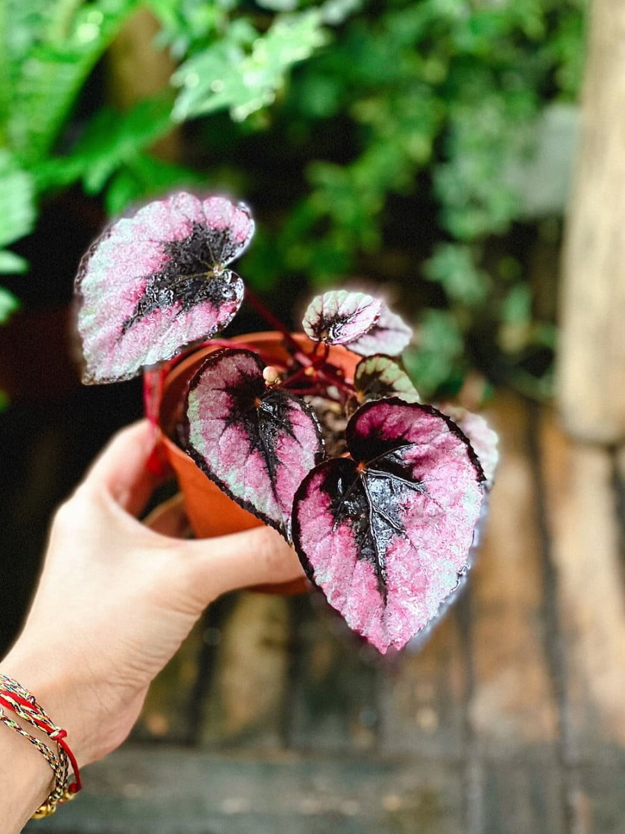 Chậu cây Begonia rex Red Tango (Thu Hải Đường Red Tango) chậu nhựa · Cỏ Dại