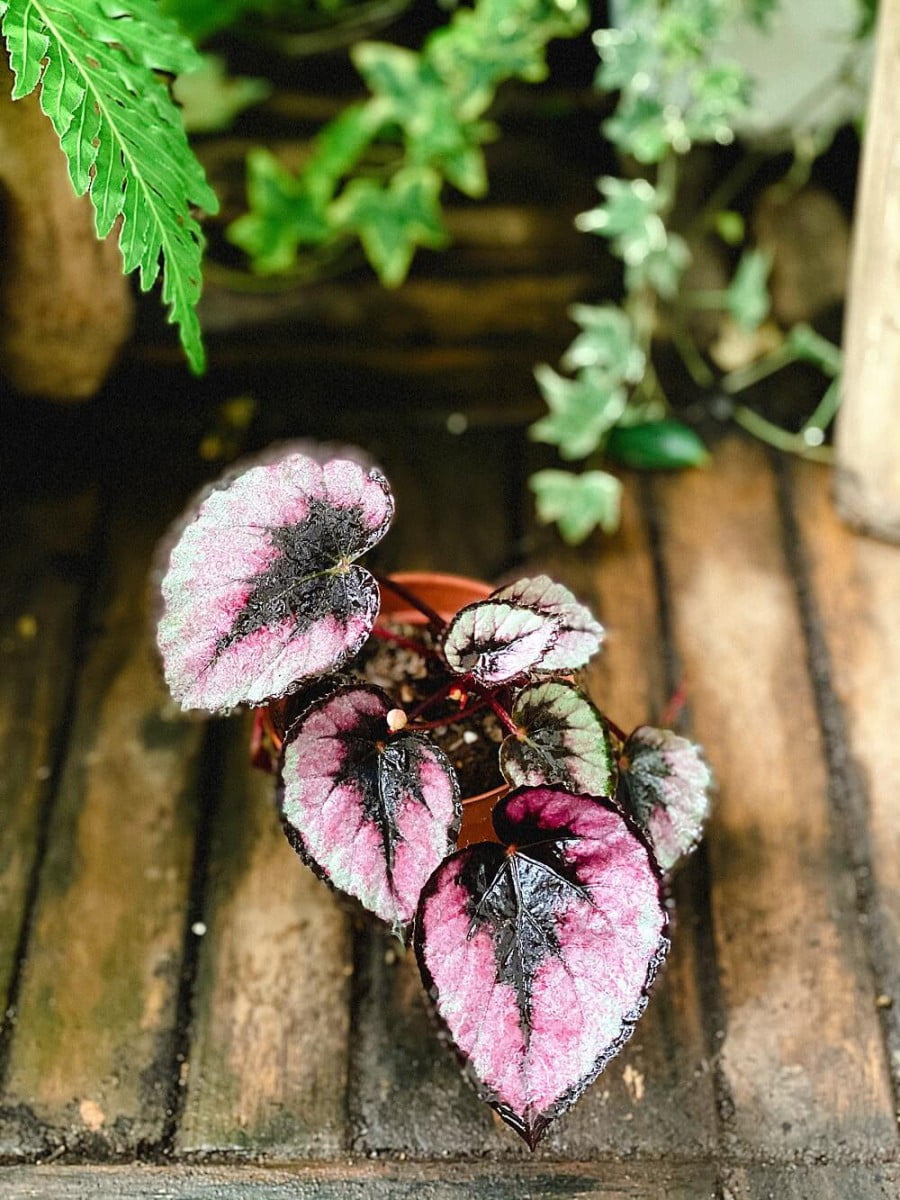 Chậu cây Begonia rex Red Tango (Thu Hải Đường Red Tango) chậu nhựa · Cỏ Dại