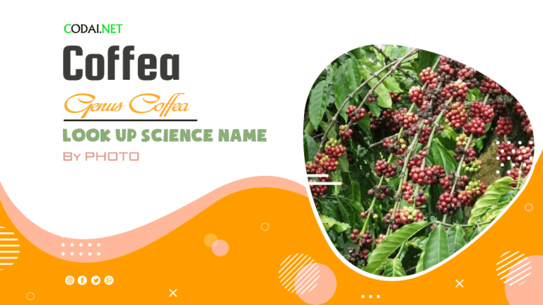 Look up Science Name by Photos: All species (& cultivars) from genus ...