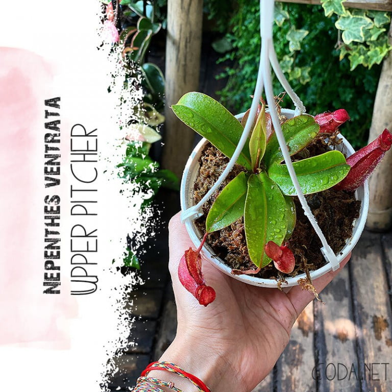 Cây Oxalis Triangularis (Bướm Đêm) chậu treo bí ngô - Cỏ Dại