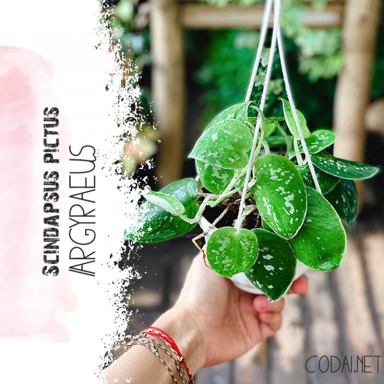 Cây Oxalis Triangularis (Bướm Đêm) chậu treo bí ngô - Cỏ Dại