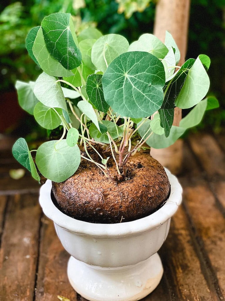 Cây Stephania pierrei (Stephania erecta, Củ Bình Vôi Thái, Thiên Kim ...