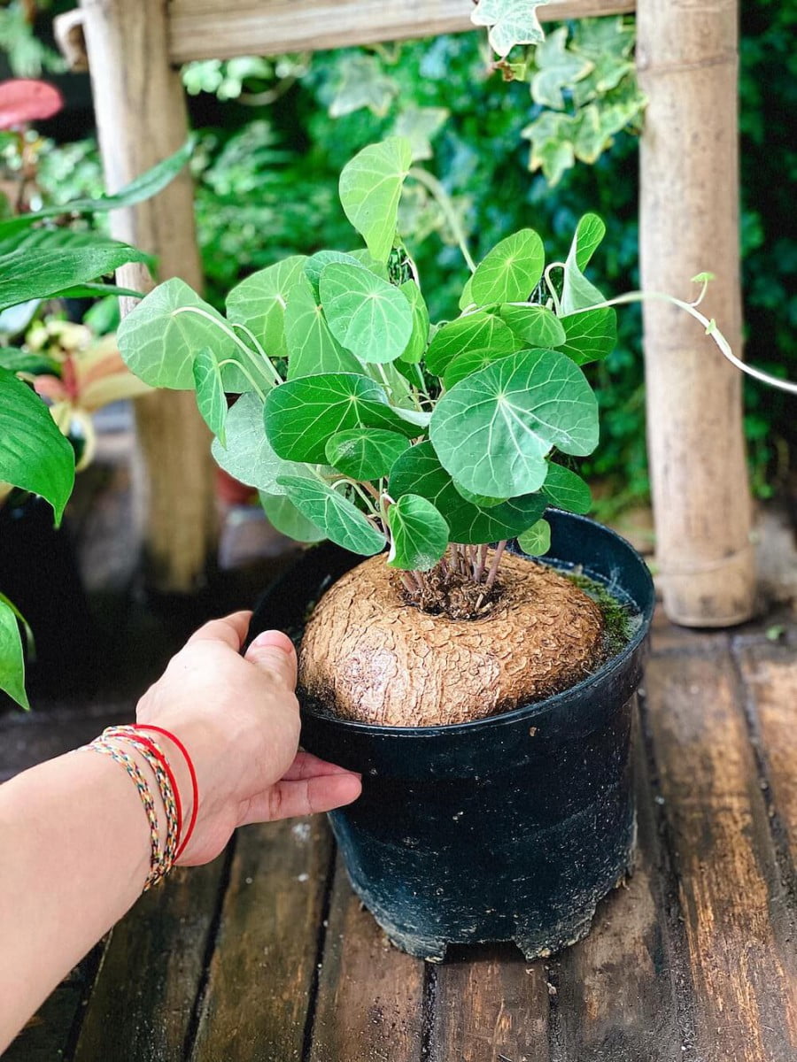 Cây Stephania pierrei (Stephania erecta, Củ Bình Vôi Thái, Thiên Kim ...
