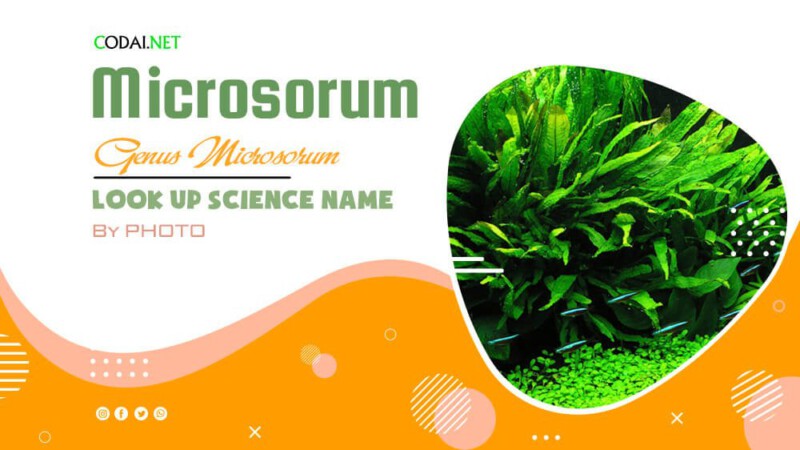 Look up Science Name by Photos: All species (& cultivars) from genus ...