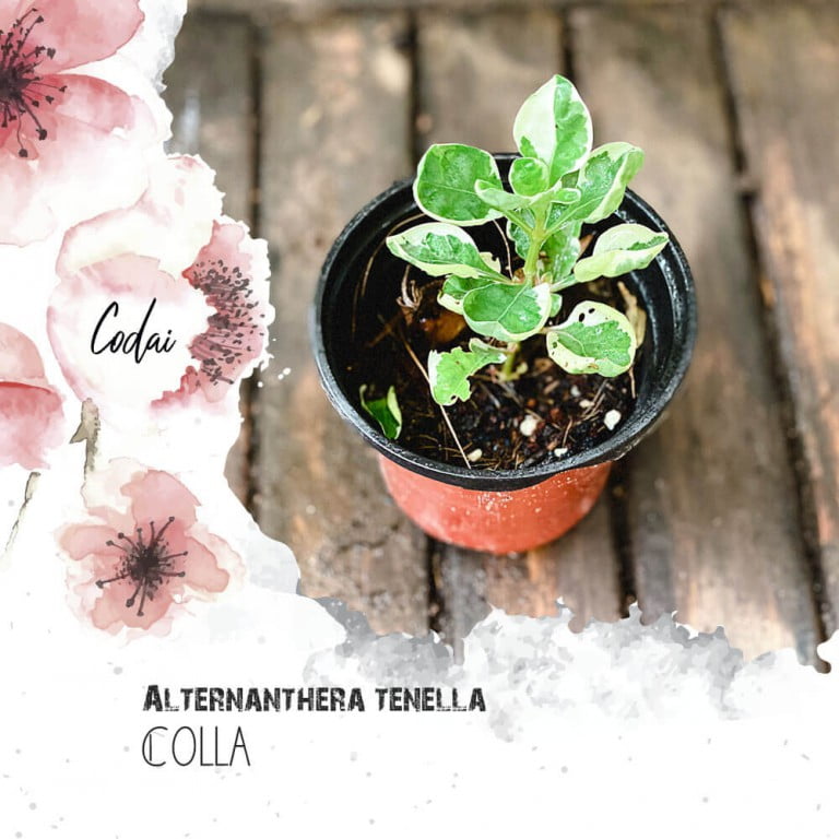 Cây Oxalis Triangularis (Bướm Đêm) 1 củ nhiều thân chậu nhựa - Cỏ Dại