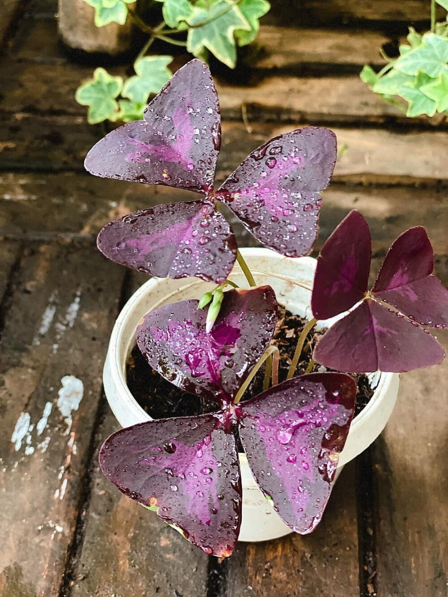 Cây Oxalis Triangularis (Bướm Đêm) 1 củ nhiều thân chậu nhựa · Cỏ Dại