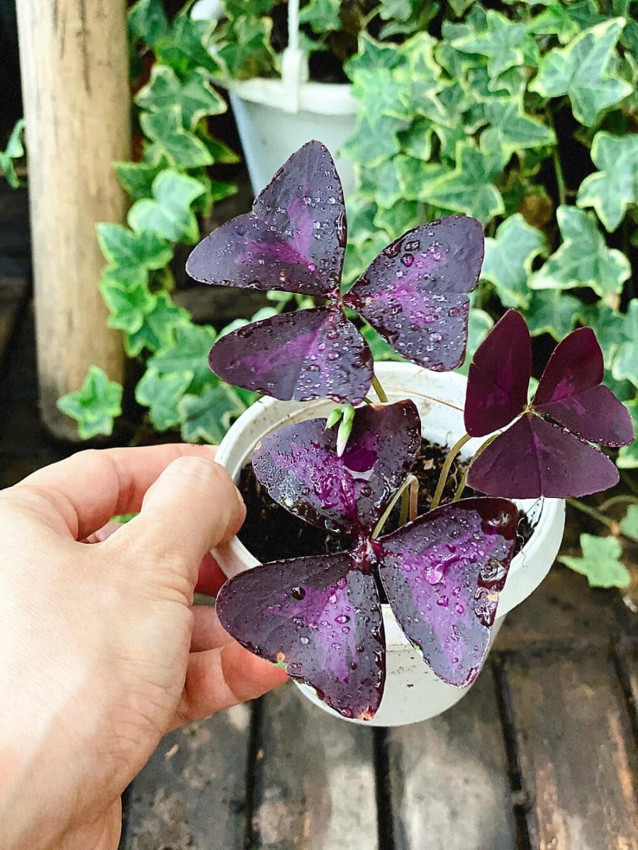 Cây Oxalis Triangularis (Bướm Đêm) 1 củ nhiều thân chậu nhựa · Cỏ Dại