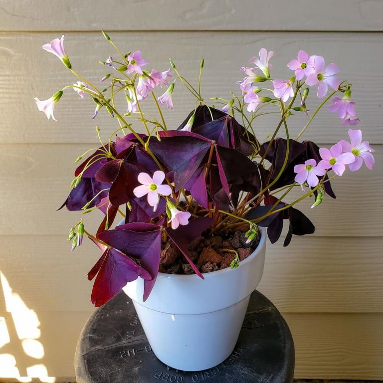 Cây Oxalis Triangularis (Bướm Đêm) 1 củ nhiều thân chậu nhựa · Cỏ Dại