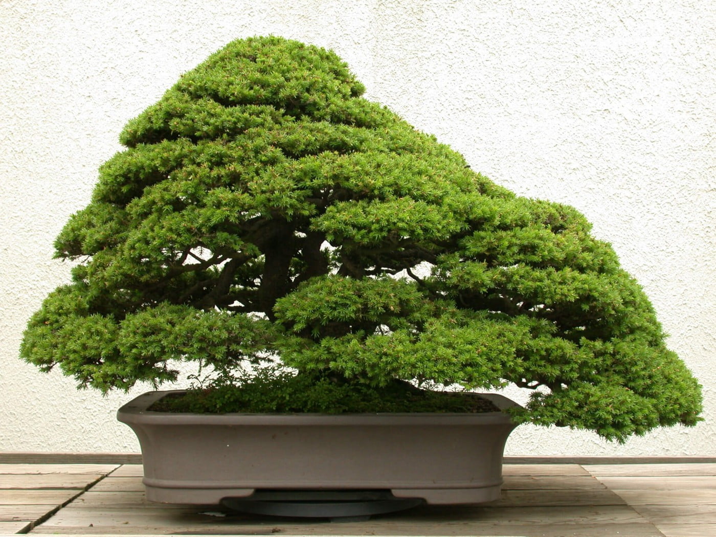 Bộ sưu tập Bonsai: Japanese Collection (Bộ sưu tập Bonsai Nhật Bản ...
