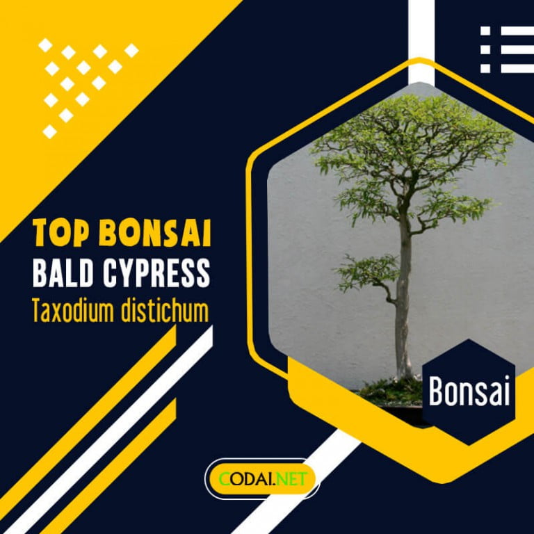 Tiêu điểm Bonsai: Cây Bách Hói (Bald cypress, Taxodium distichum) được ...