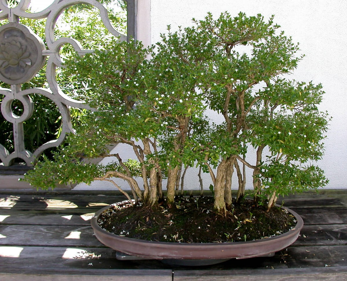 Bộ sưu tập Bonsai: Chinese Collection (Bộ sưu tập Bonsai Trung Quốc ...