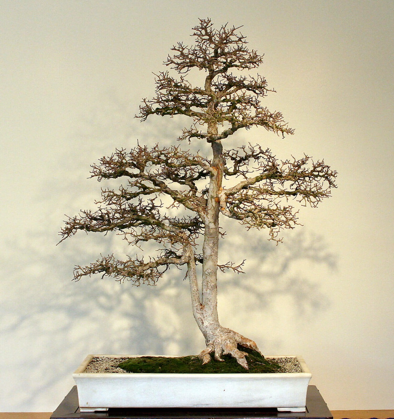 Bộ sưu tập Bonsai: Chinese Collection (Bộ sưu tập Bonsai Trung Quốc ...