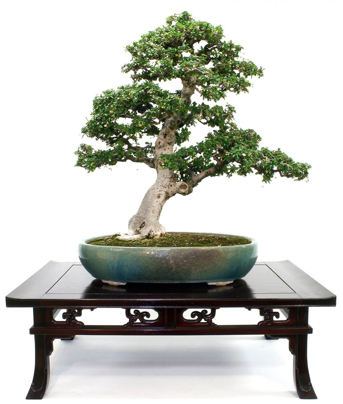 Bộ sưu tập Bonsai: Chinese Collection (Bộ sưu tập Bonsai Trung Quốc ...