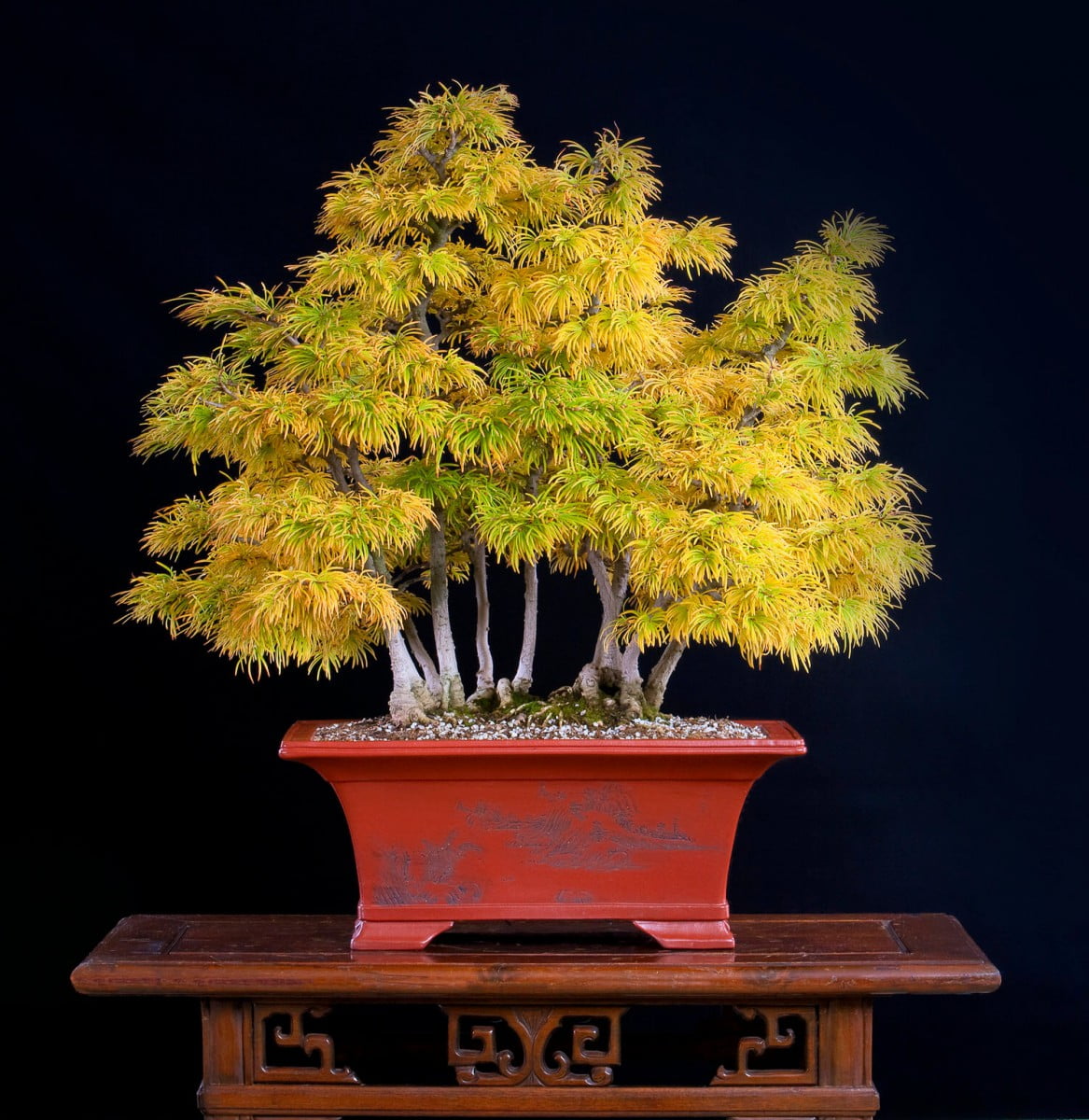 Bộ sưu tập Bonsai: Chinese Collection (Bộ sưu tập Bonsai Trung Quốc ...