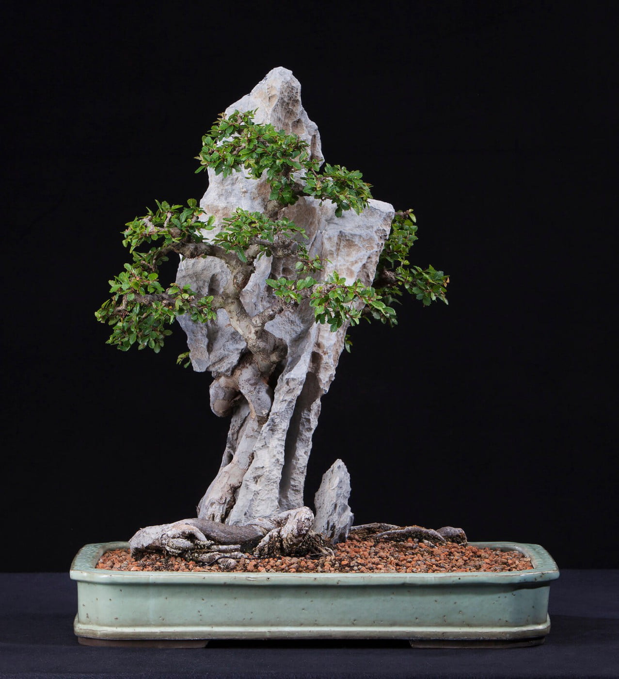 Bộ sưu tập Bonsai: Chinese Collection (Bộ sưu tập Bonsai Trung Quốc ...
