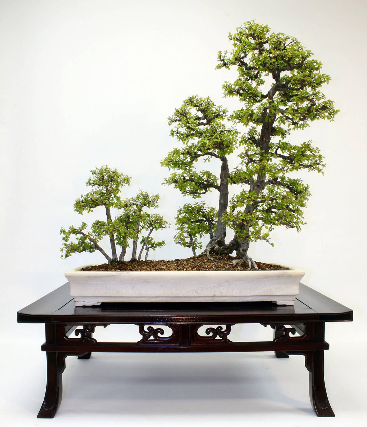 Bộ sưu tập Bonsai: Chinese Collection (Bộ sưu tập Bonsai Trung Quốc ...