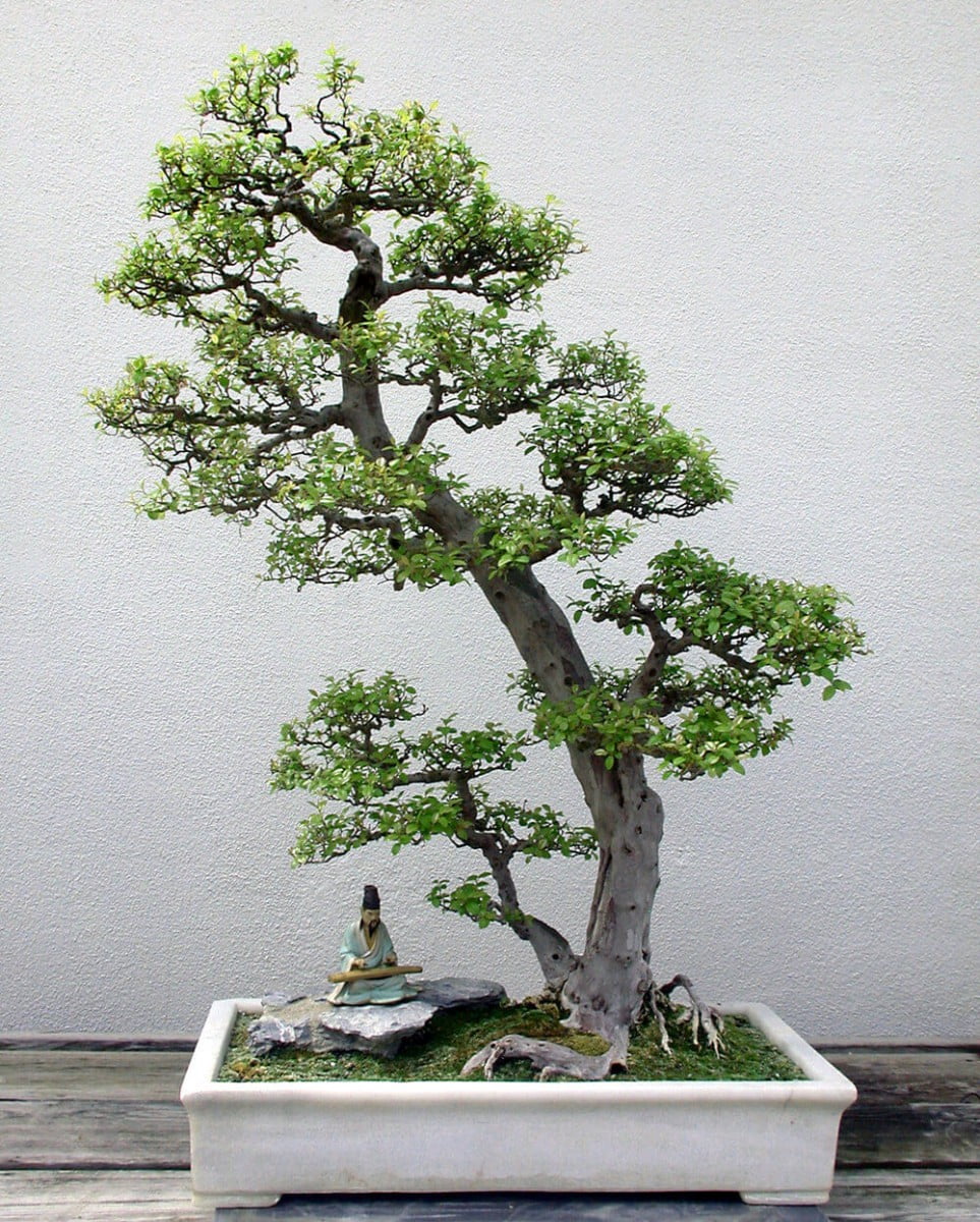 Bộ sưu tập Bonsai: Chinese Collection (Bộ sưu tập Bonsai Trung Quốc ...