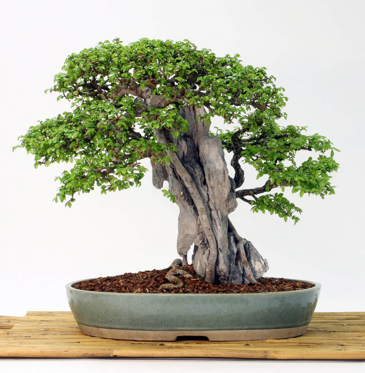Bộ sưu tập Bonsai: Chinese Collection (Bộ sưu tập Bonsai Trung Quốc ...