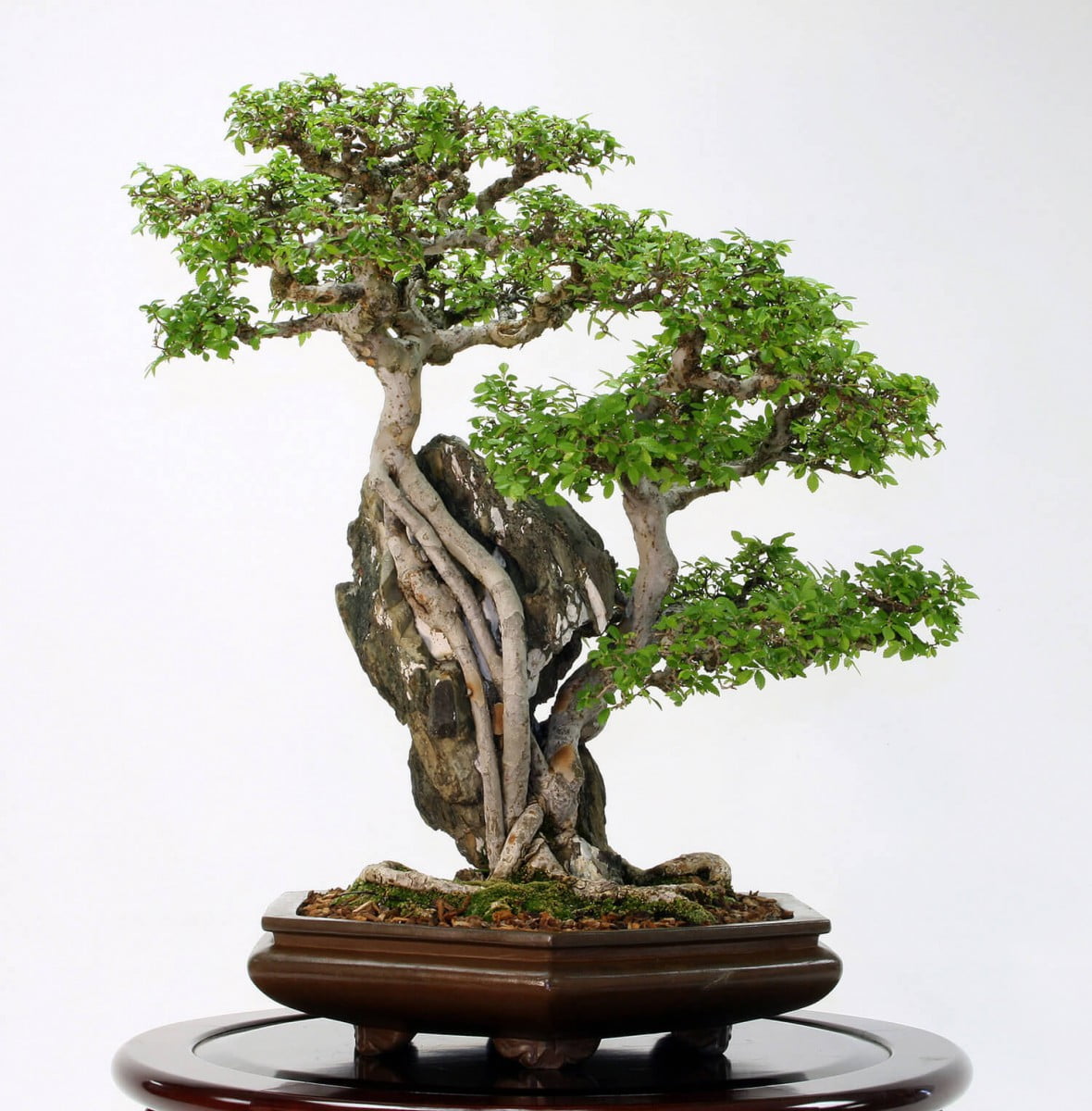 Bộ sưu tập Bonsai: Chinese Collection (Bộ sưu tập Bonsai Trung Quốc ...