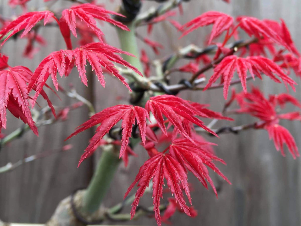 Japanese Maple Deshojo (cây Phong Nhật Bản Deshojo) - Uan Ha