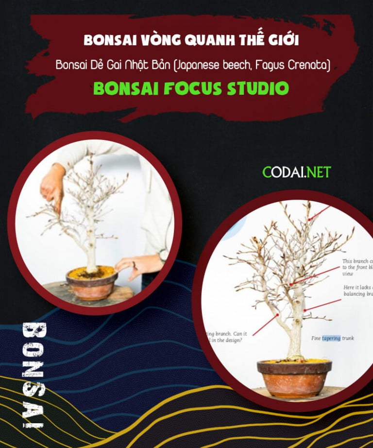 Vẻ quyến rũ của cây Bonsai Dẻ Gai Nhật Bản (Japanese beech, Fagus ...