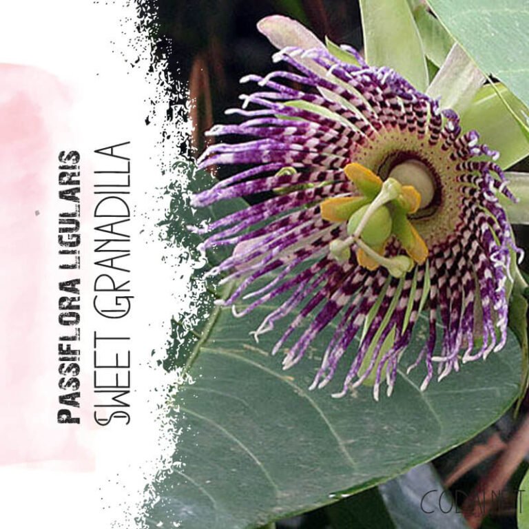 Cây Passiflora ligularis Sweet Granadilla (Cây Chanh Leo Nam Mỹ) chậu ...