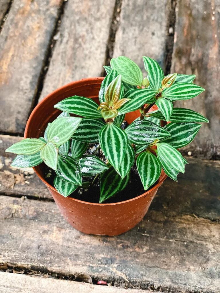 Cây Peperomia puteolata Parallel (cây Song Song) chậu nhựa - Cỏ Dại