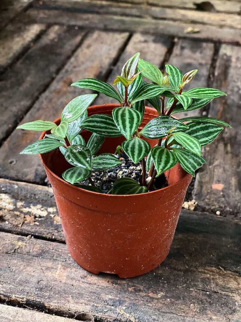 Cây Peperomia puteolata Parallel (cây Song Song) chậu nhựa - Cỏ Dại
