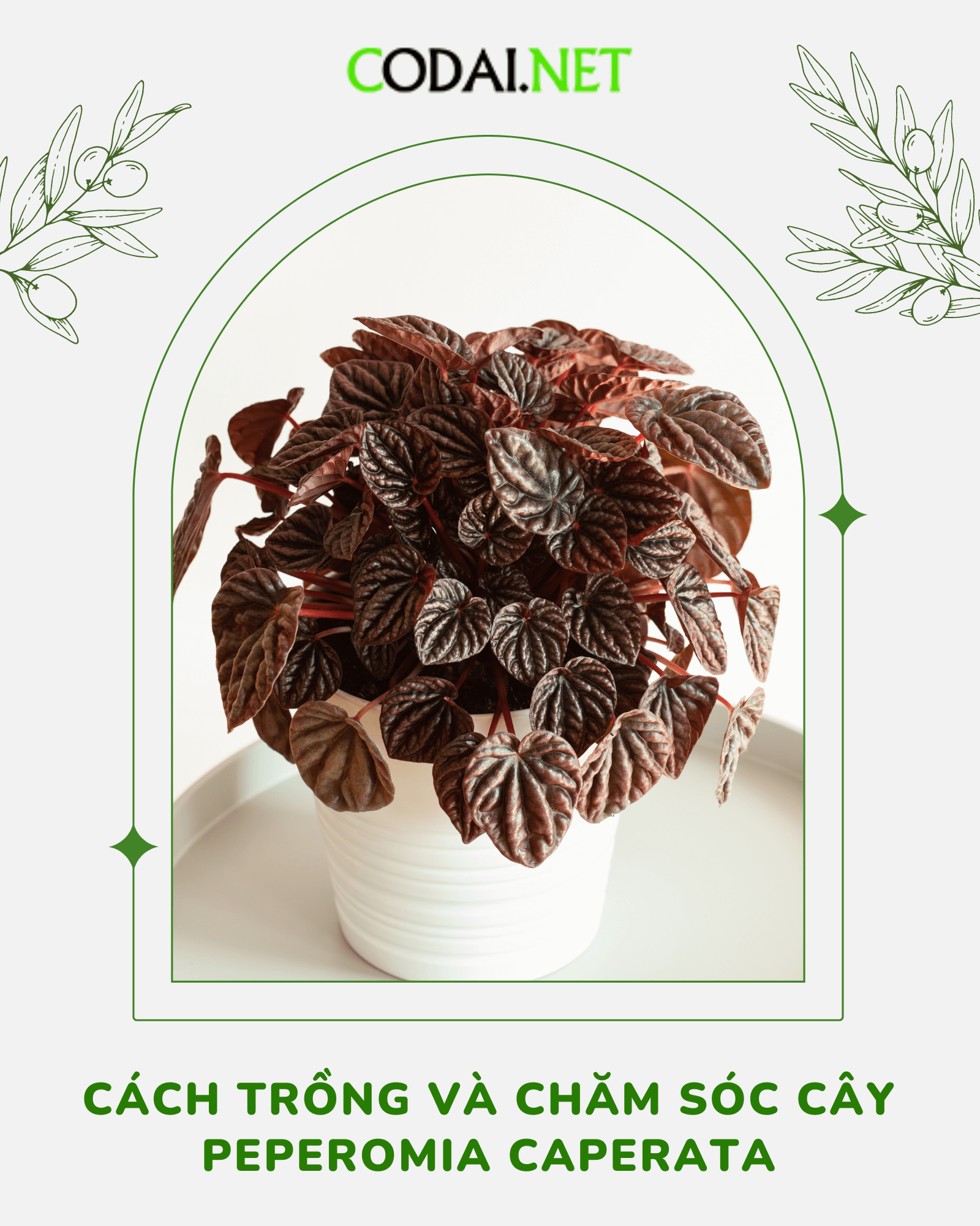 Cách trồng và chăm sóc cây Peperomia Caperata · Cỏ Dại