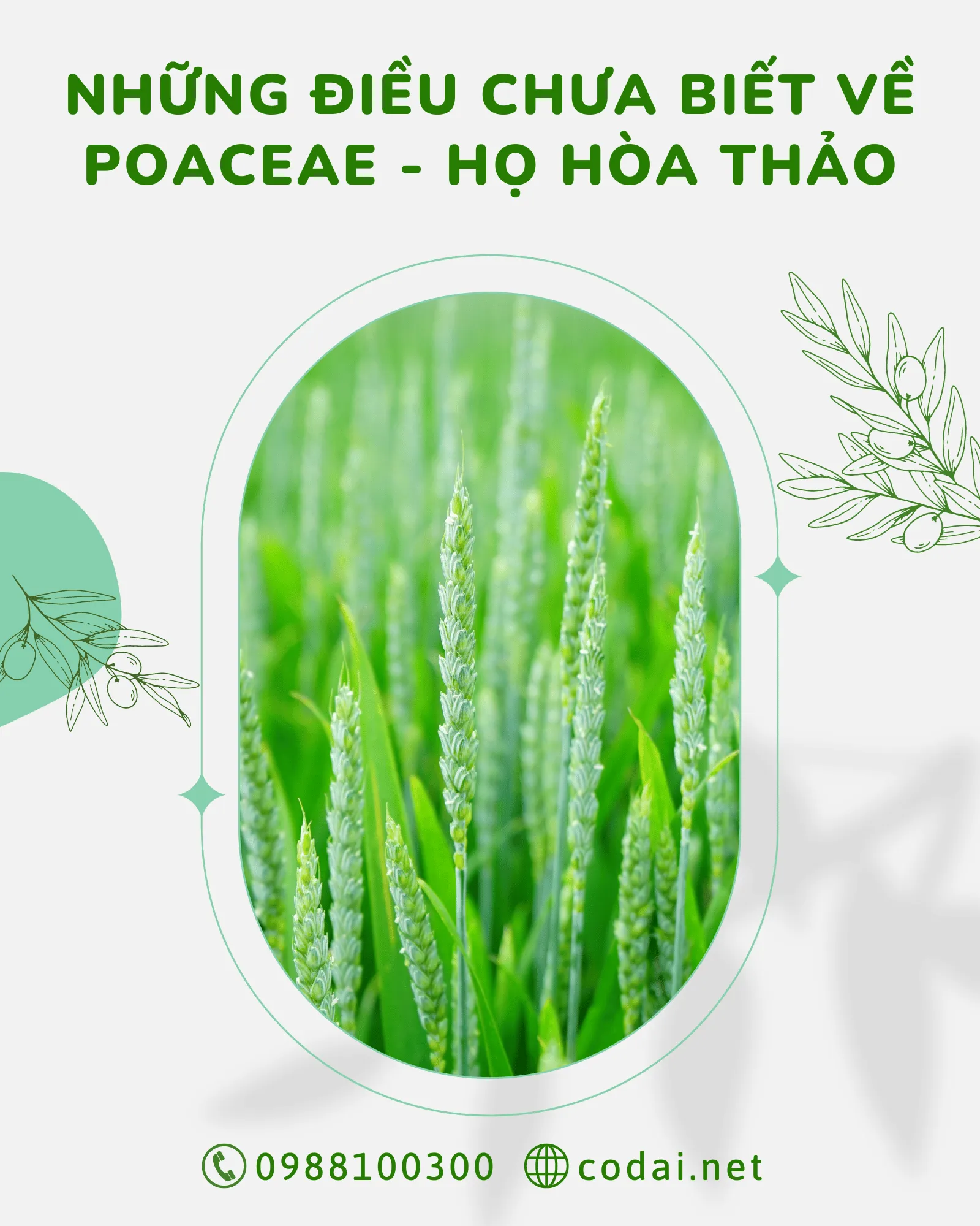 Poaceae - Họ Hòa thảo và những điều chưa biết
