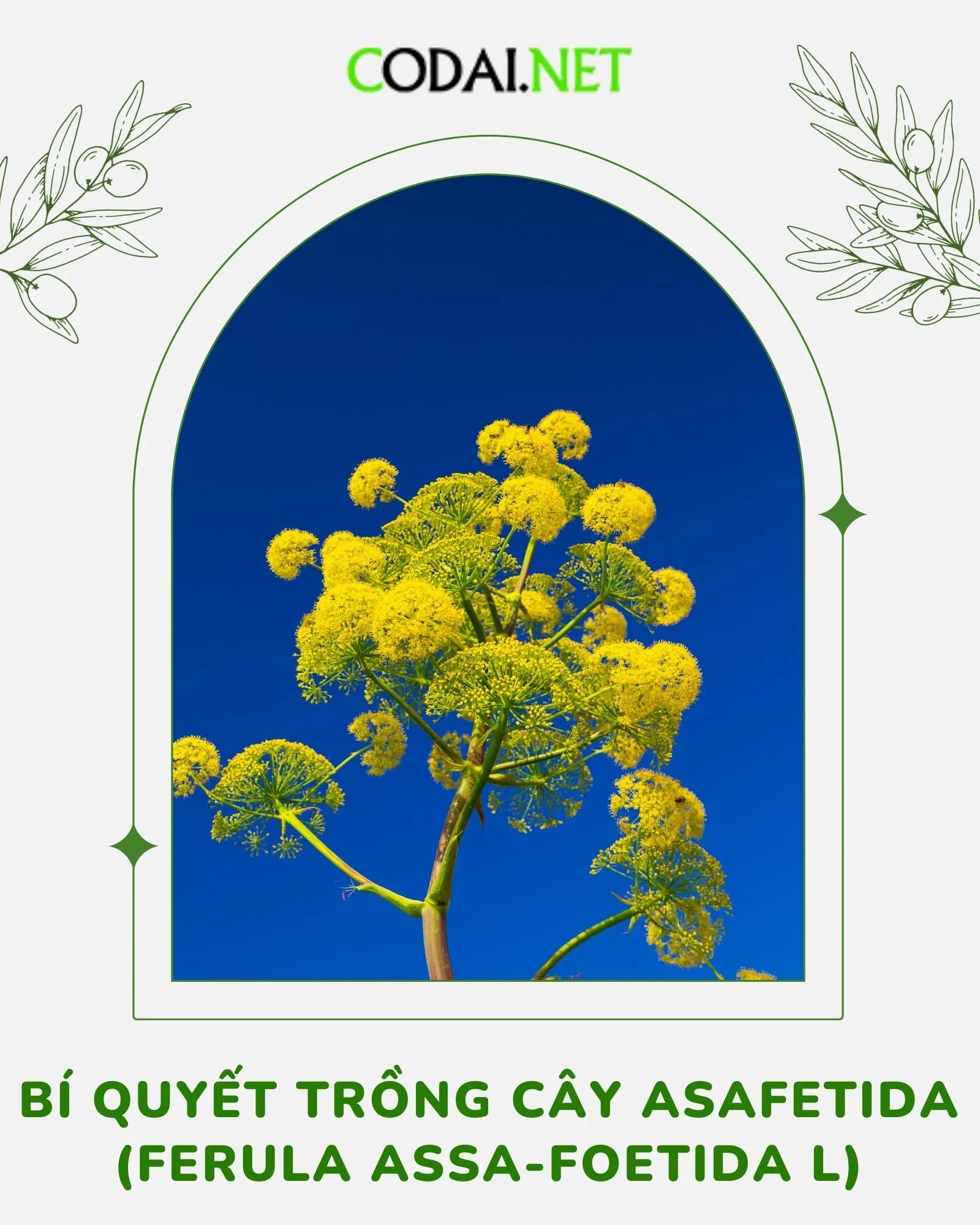 Bí quyết trồng cây Asafetida (Ferula Assa-Foetida L) - Cỏ Dại