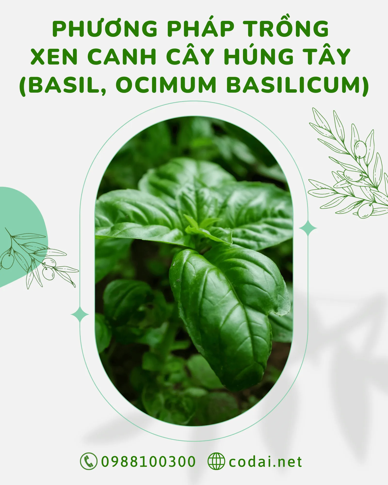 Trồng xen canh cây Húng Tây (Basil) dễ dàng tại nhà