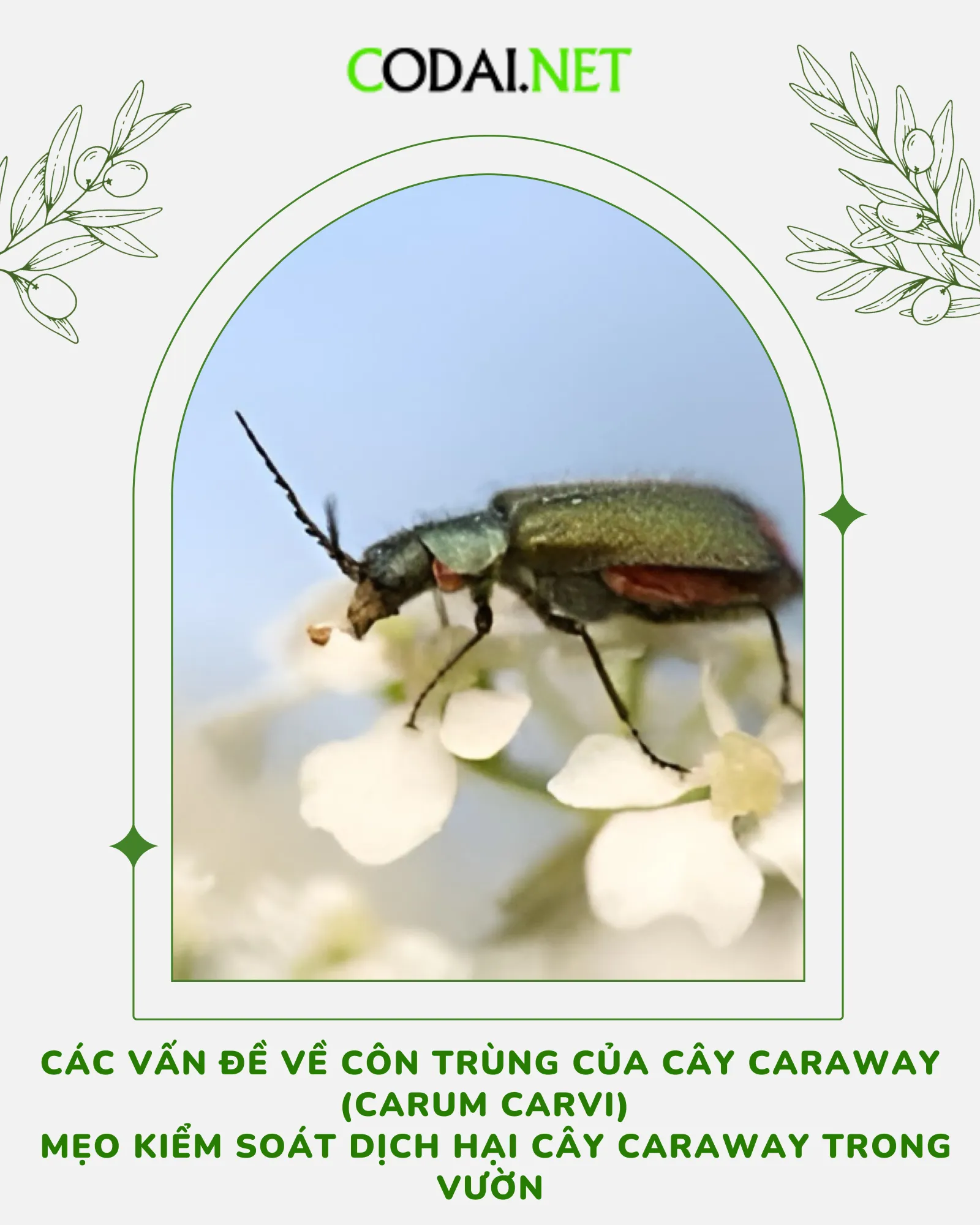 Các vấn đề về côn trùng của cây Caraway (Carum carvi)